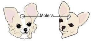 Ce que vous devez savoir sur la Molera ou la fontanelle - MonChiwawa