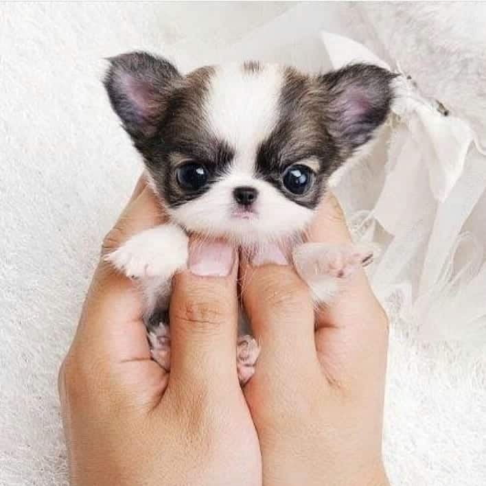 Étapes de vie d’un chihuahua : De la naissance au vieillissement ...