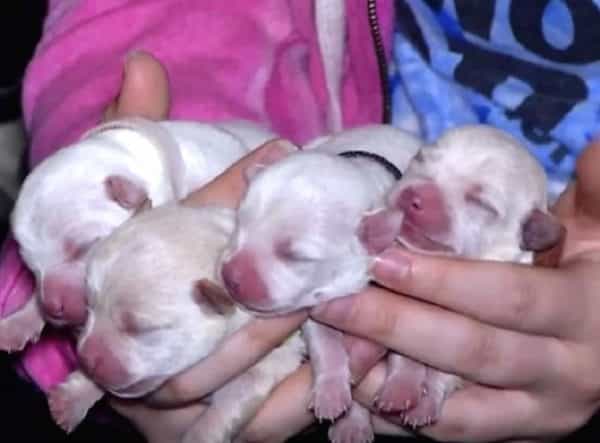 Elle a donné naissance à une portée de 11 chiots! La moyenne étant 5 ...