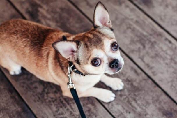 10 conseils à suivre pour bien promener son chihuahua - MonChiwawa 10 conseils à suivre pour bien promener son chihuahua - MonChiwawa