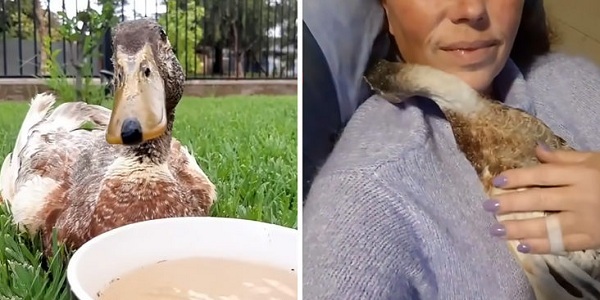 Un canard chanceux aime faire des câlins à son propriétaire comme un ...