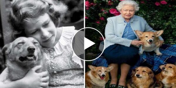 La reine et ses corgis - Retour sur l'amour de la reine Elizabeth II ...