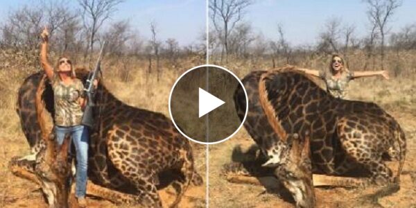 Une femme qui chasse une girafe noire rare vient d'être frappée par une dose de karma. - MonChiwawa