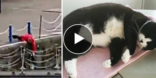 Les gens sont horrifiés après avoir vu un chat terrifié s'accrocher à ...