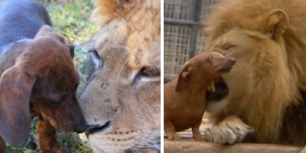 Lors de leur première rencontre, un lion partage une amitié ...
