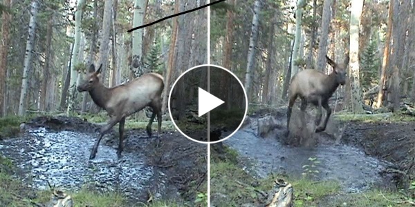 Un bébé élan s'amuse dans une flaque d'eau quand personne ne regarde ...