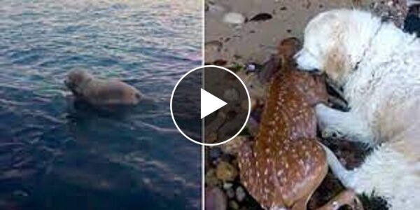 Un chien héroïque se bat pour sauver un bébé cerf après qu'il se soit ...