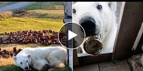 Un ours polaire implore l'aide des humains après s'être coincé la ...