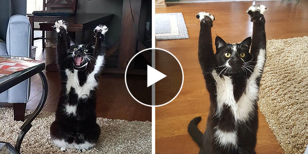 Un chat n'arrête pas de mettre ses bras en l'air et personne ne sait ...