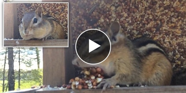 Un tamia réagit de façon hilarante après avoir été pris en flagrant ...