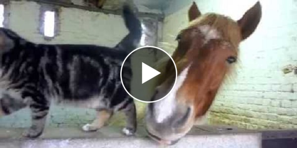 Quand ce chat a sauté sur la barrière, je n'aurais jamais pensé le voir ...
