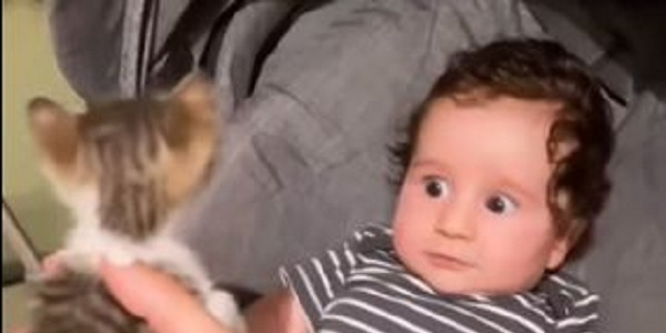 La rencontre entre un bébé et huit chats sauvés a donné lieu à une ...