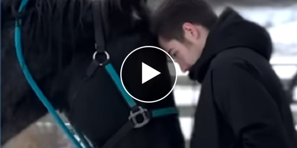 Un cheval développe une amitié incroyable avec le compagnon de sa ...