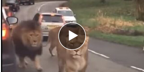 Des lions marchent tranquillement à côté des voitures sur une route ...
