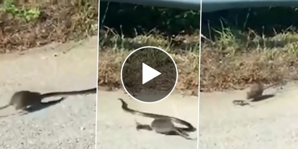 Une mère rat voit un énorme serpent s’éloigner en glissant avec son ...