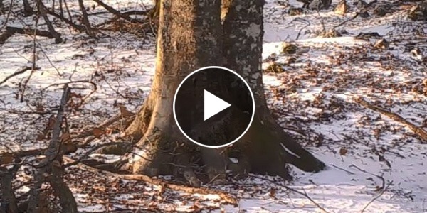 L'homme a filmé un arbre dans les bois pendant un an et a capturé des ...