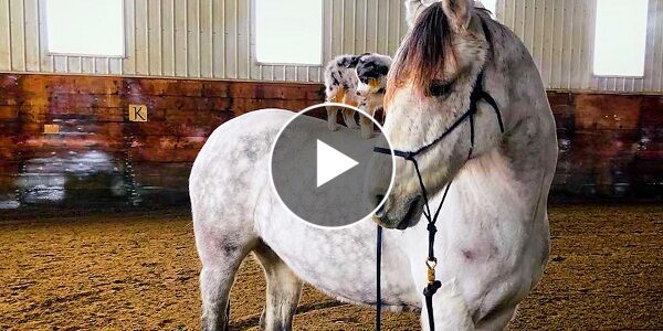 Un chien et un cheval : une amitié inattendue - MonChiwawa