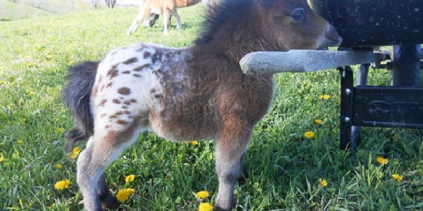 Rencontrez l’adorable cheval miniature – et oui, il a atteint sa pleine ...