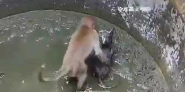 Le singe a présenté un exemple unique d’humanité en sauvant le chat qui ...