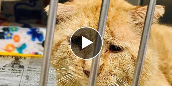 Bruce: l'histoire d'un chat triste qui a retrouvé le bonheur - MonChiwawa