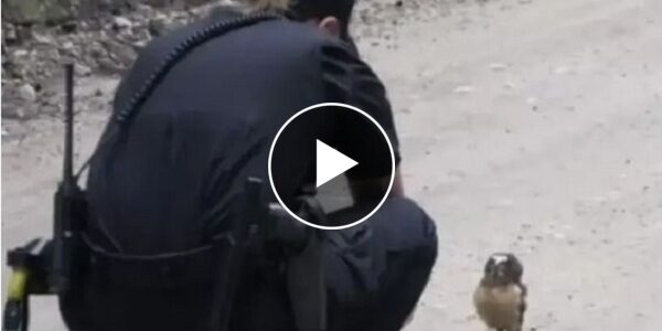 Rencontre adorable entre une policière et un bébé hibou sur une route ...