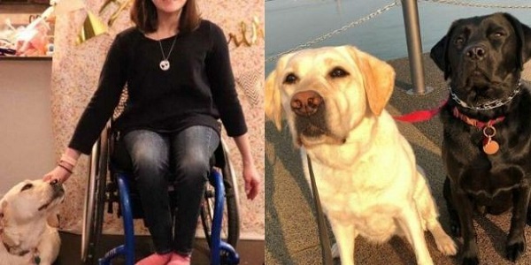 Quand c’est l’heure de la promenade, le labrador Lily va toujours ...