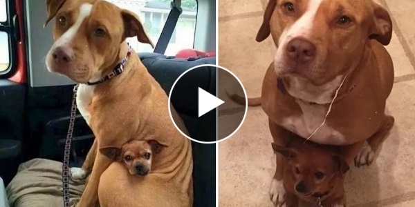 L'amitié indéfectible entre Merill et Taco: Deux âmes canines liées ...