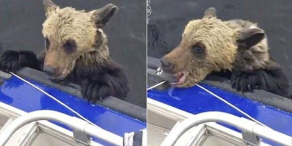 La noyade des pattes d’un bébé ours au bateau pour un coup de pouce ...