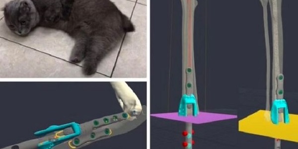 Elle a perdu ses 4 pattes, sa queue et ses oreilles, mais ce chaton a ...