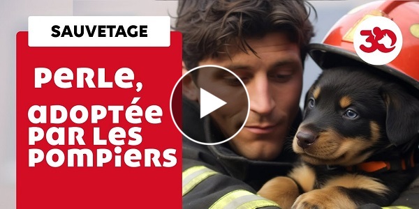 Ce chiot risquait l’euthanasie, les pompiers l’adoptent - MonChiwawa