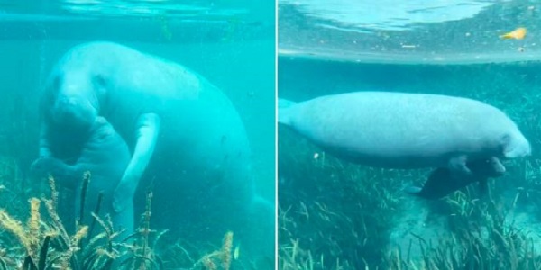 Un moment magique avec les lamantins de Silver Springs State Park ...