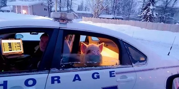 L'Épopée d'Elvis Pigsley : Quand l'Aventure Frôle l'Interdit - MonChiwawa