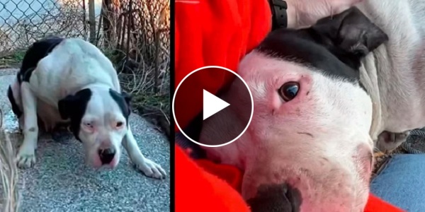Un chien effrayé fond dans les bras de son sauveteur dès qu'il sait qu ...