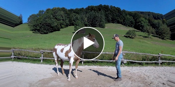 Quand le Cheval Vole la Vedette : Une Danse Inoubliable - MonChiwawa
